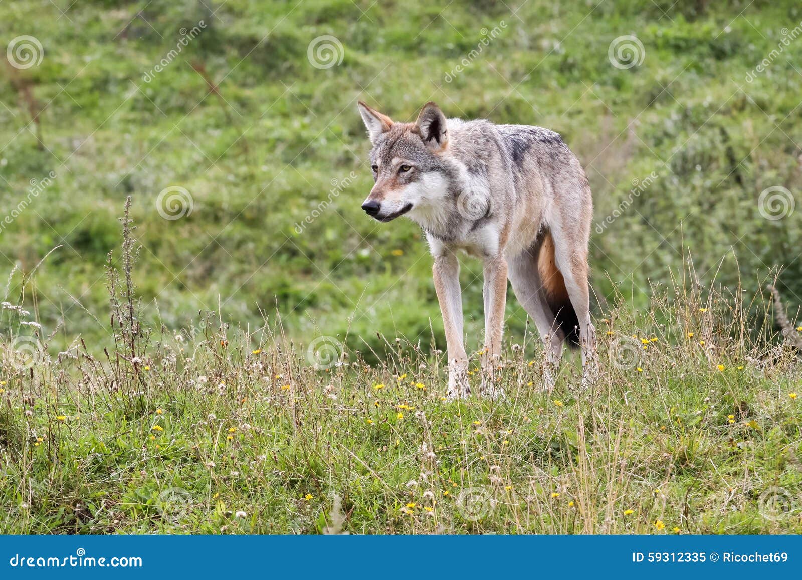Wolf in the nature stock image. Image of canis, grey - 59312335
