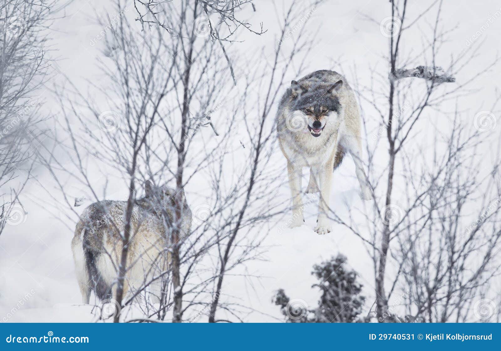 Three Wolves in the Snow stock image. Image of white - 29740531