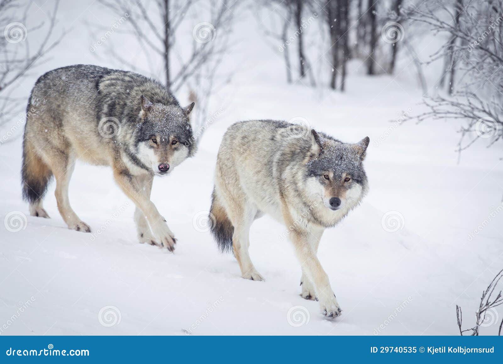 Three Wolves in the Snow stock image. Image of norway - 29740535