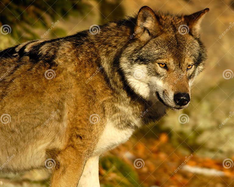 Wolf observe II stock photo. Image of power, bavaria, orange - 532526