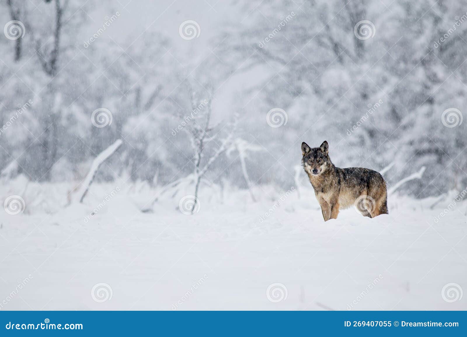 Wolf Observing the Winter Scenery in Poland. Stock Image - Image of ...
