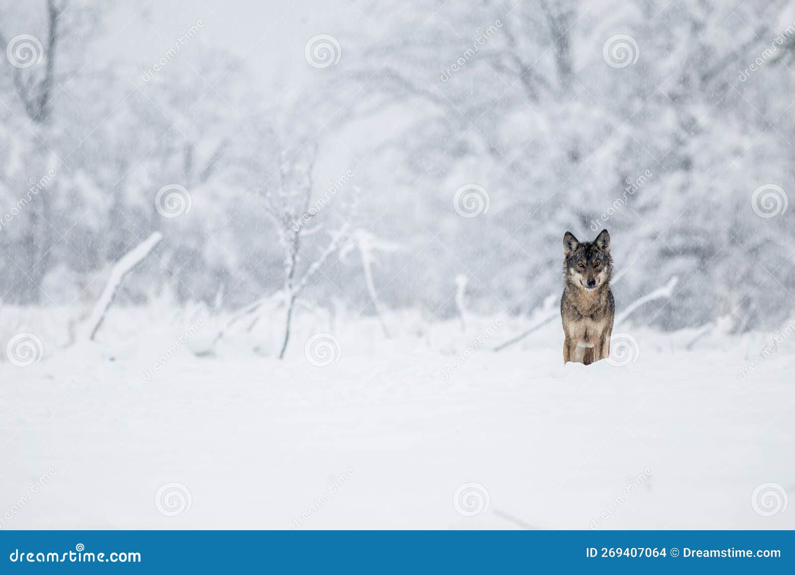 Wolf Observing the Winter Scenery in Poland. Stock Photo - Image of ...