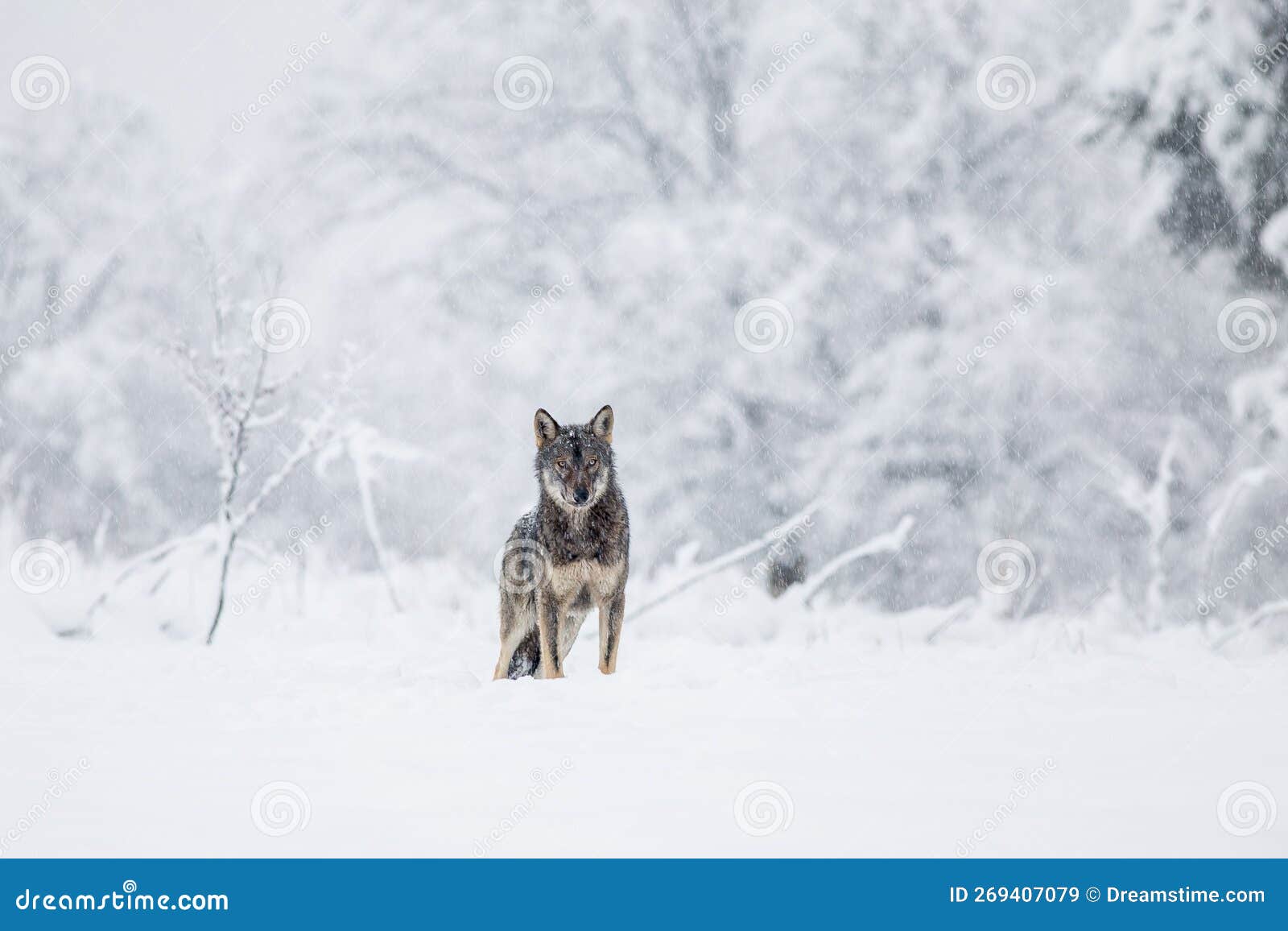 Wolf Observing the Winter Scenery in Poland. Stock Image - Image of ...