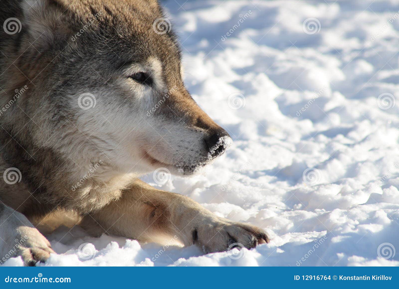 Wolf op de Sneeuw stock foto. Image of wolf, winter, criterium - 12916764