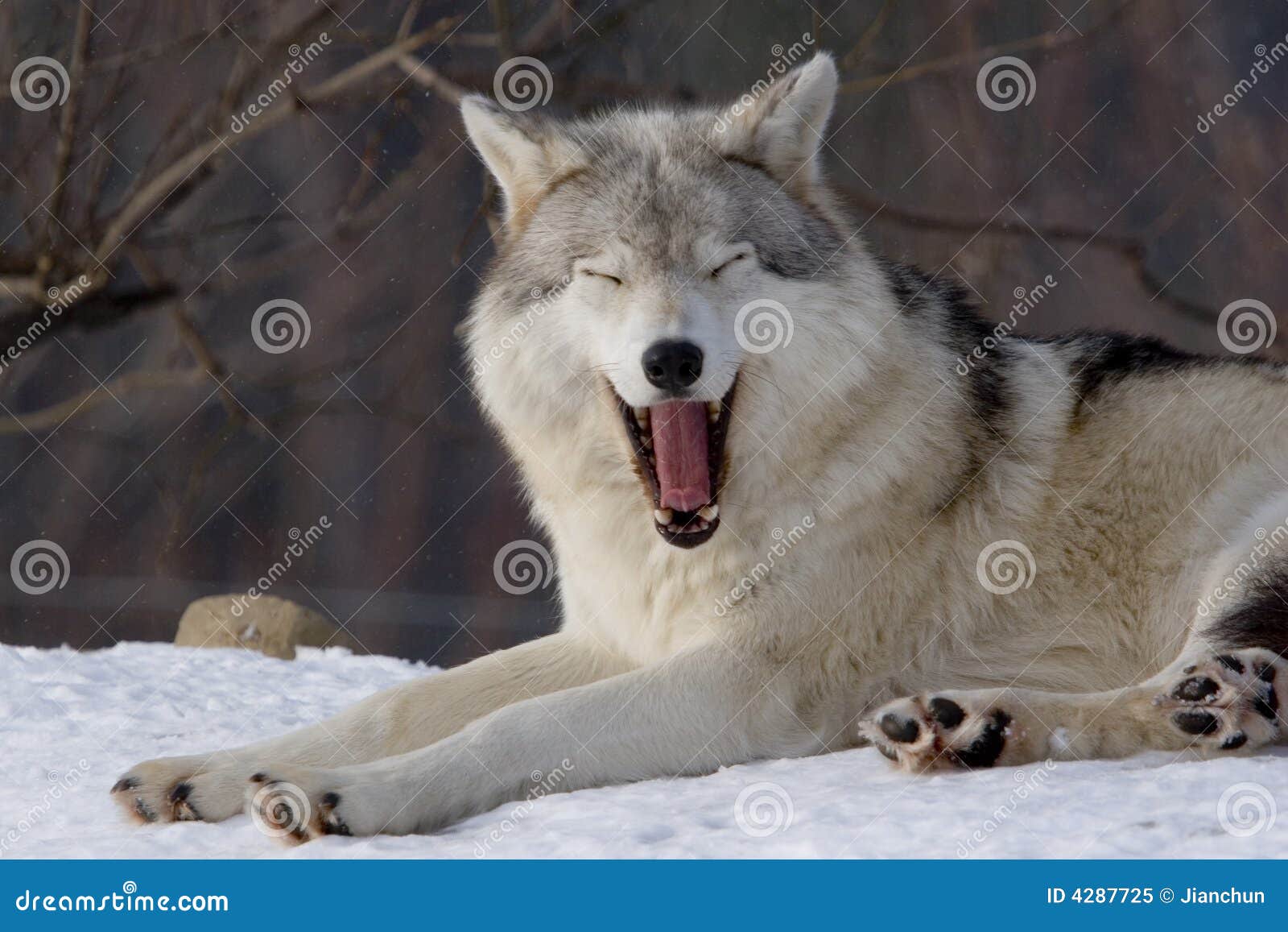 Wolf op sneeuw stock afbeelding. Image of canada, wild - 4287725