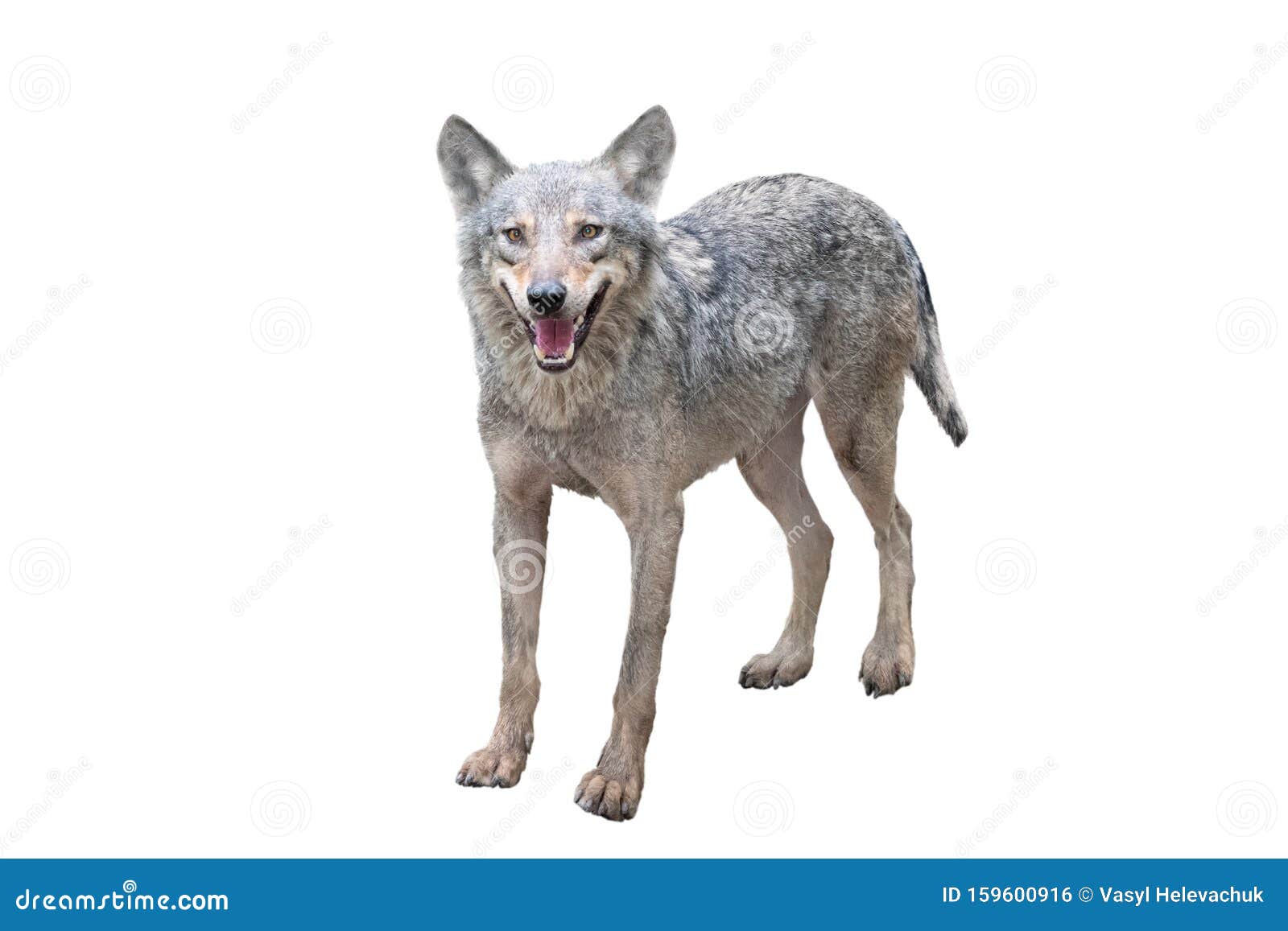 Wolf with Open Mouth Isolated on a White Stock Photo - Image of ...