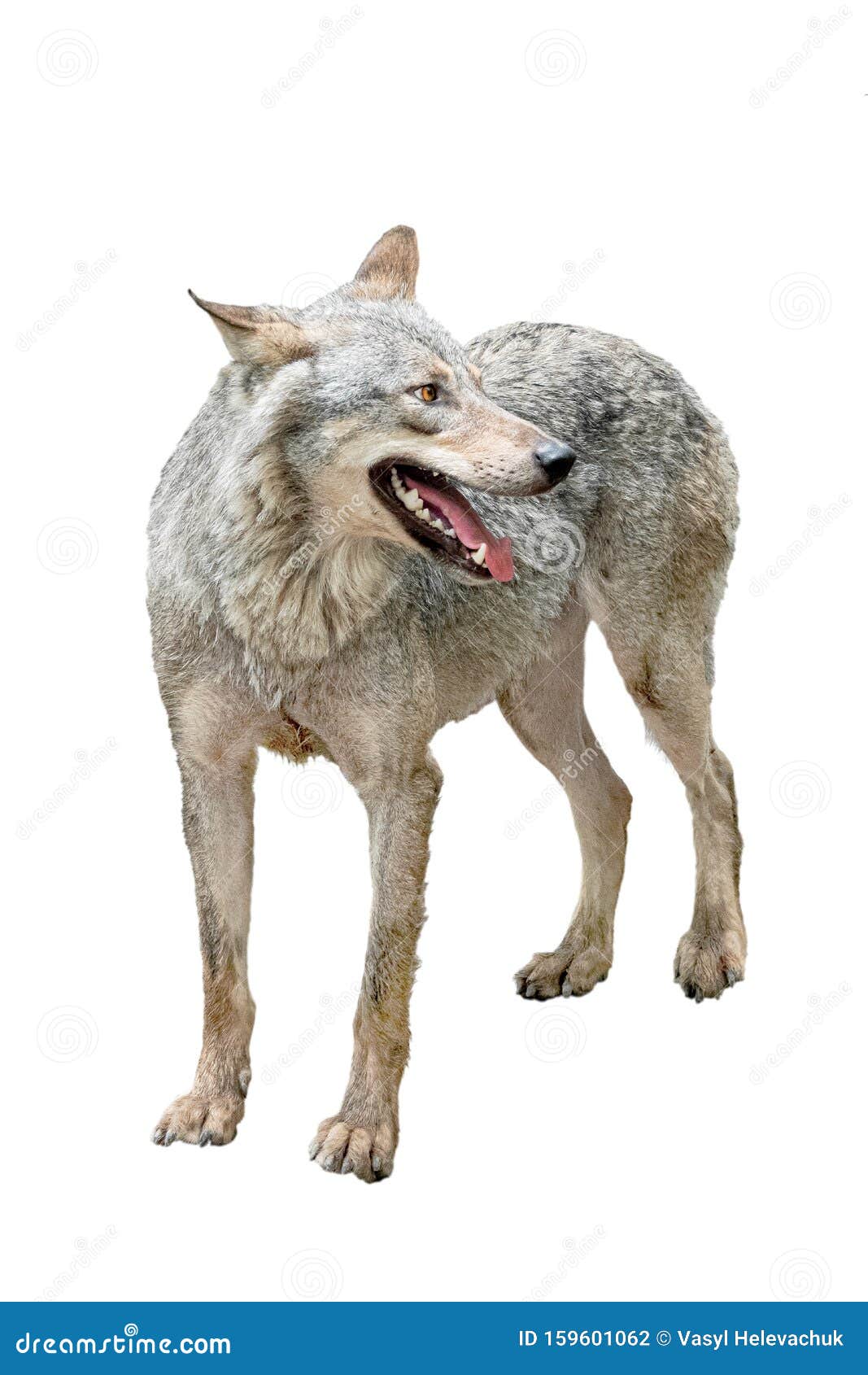 Wolf Open Mouth Stock Photos - Download 457 Royalty Free Photos