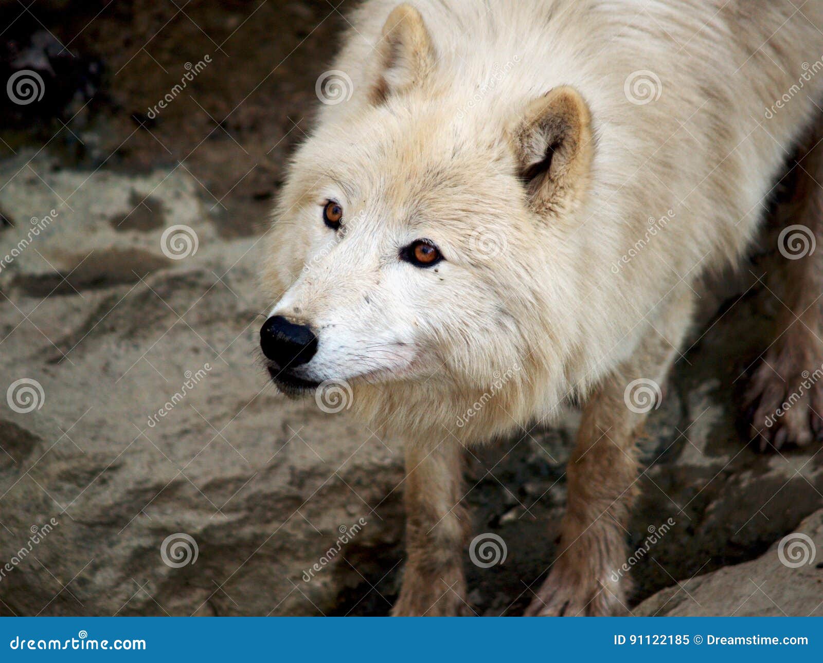 Wolf with Orange Eyes Looking Up Stock Image - Image of orange ...