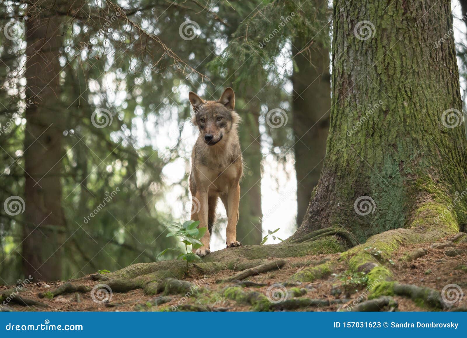 A wolf out in nature stock image. Image of wildlife - 157031623
