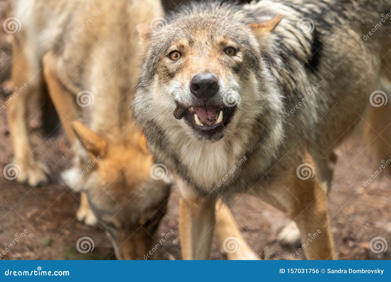 A wolf out in nature stock photo. Image of themes, forest - 157031756