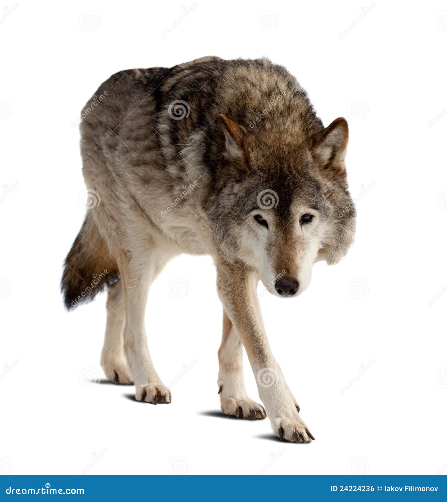 Wolf over wit stock foto. Image of mening, wolvis, nave - 24224236