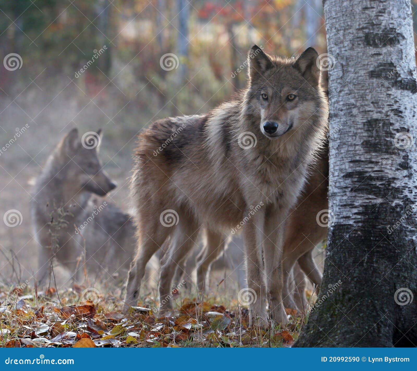 Wolf pack stock photo. Image of carnivore, species, morning - 20992590