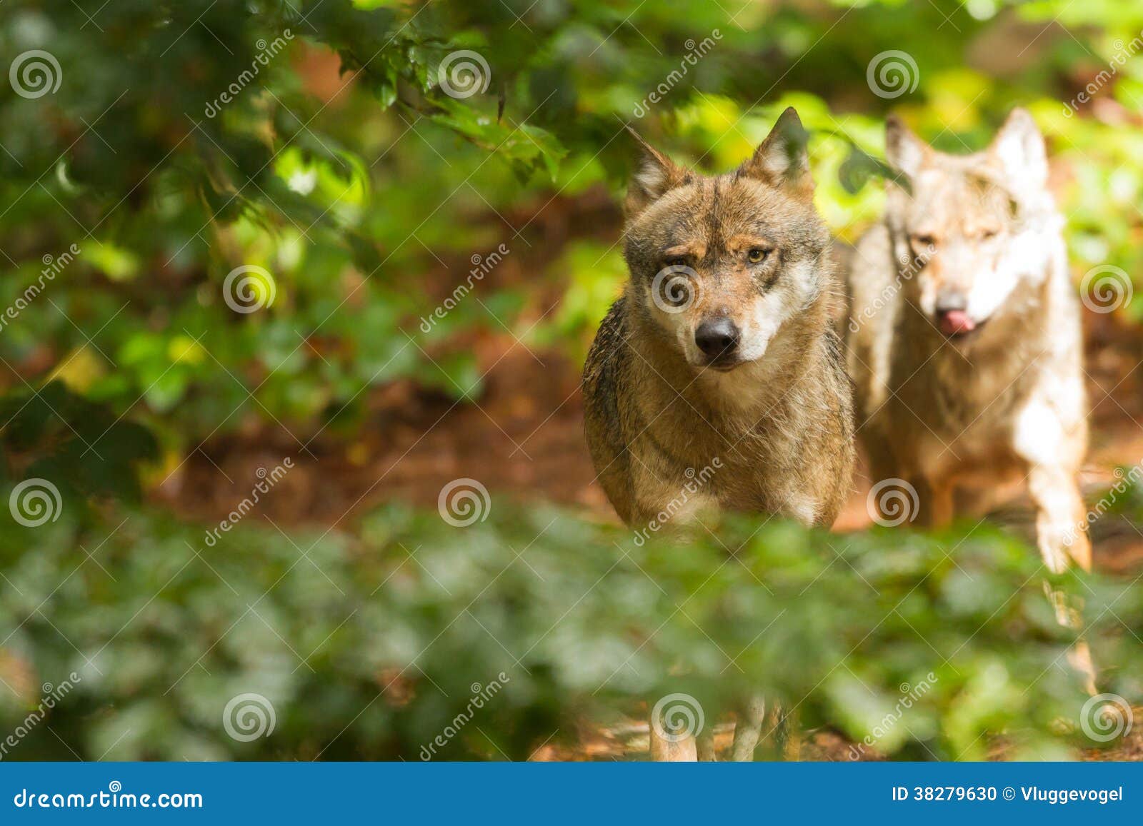 Wolf Pack stock photo. Image of field, face, natural - 38279630