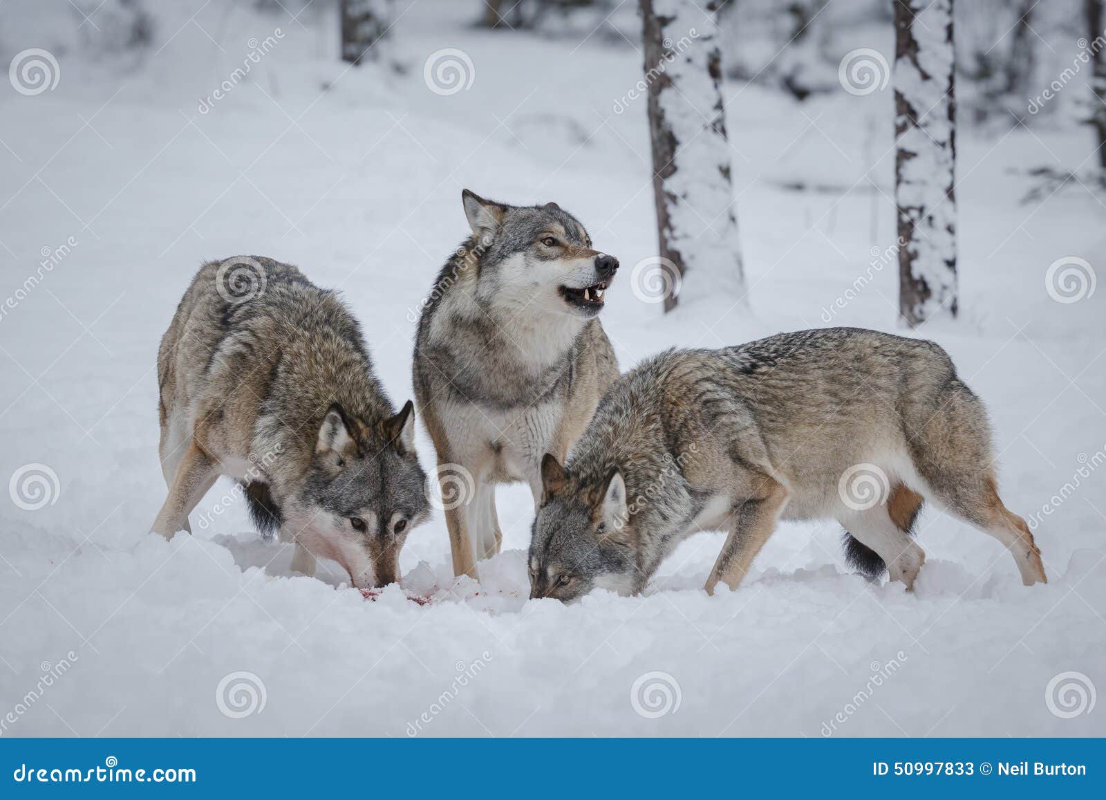 Wolf Pack imagem de stock. Imagem de animal, nave, canino - 50997833