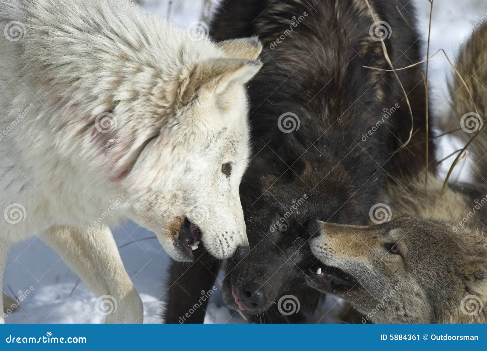 Pack Of Wolves Fighting