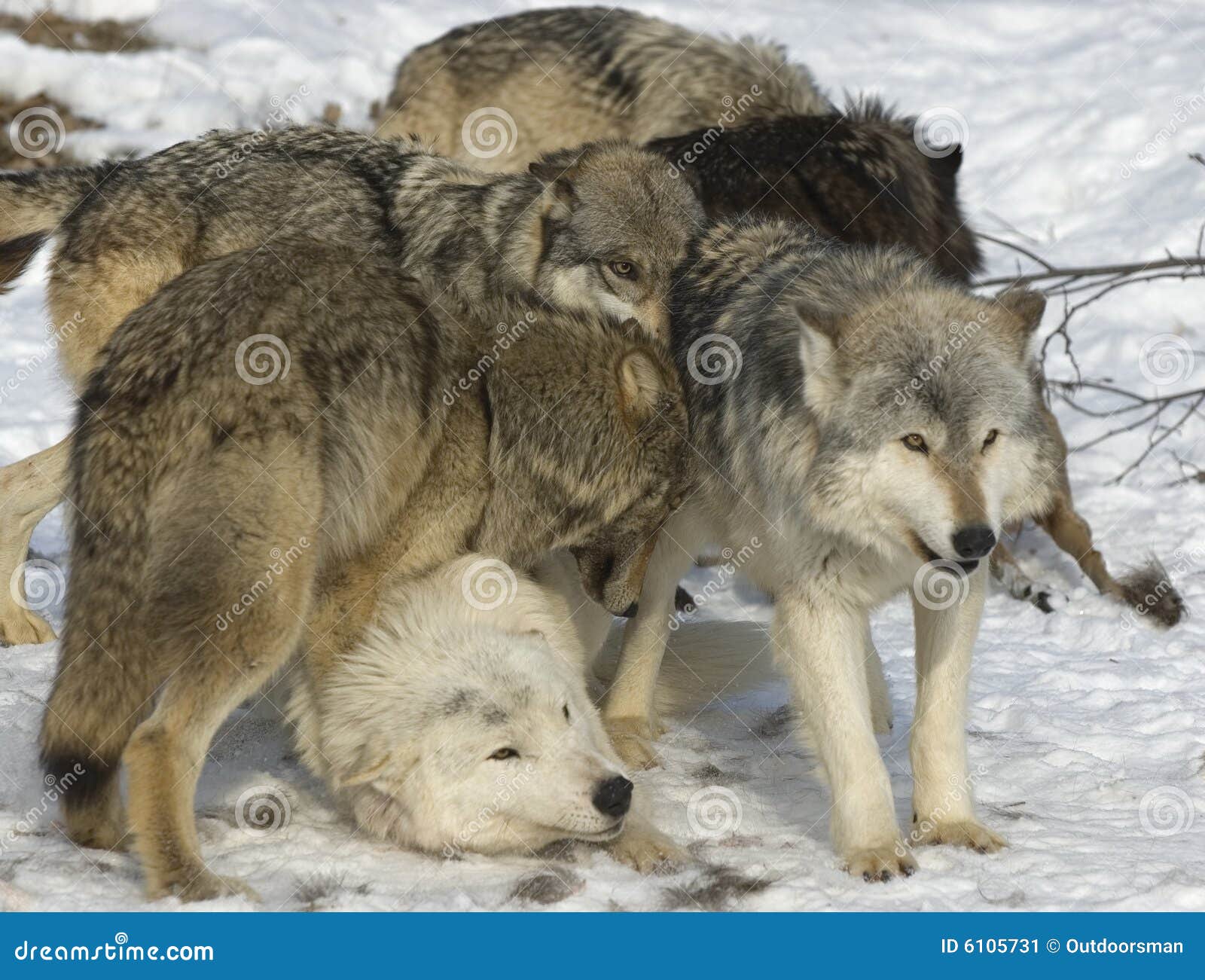 Wolf Pack Of Big And White Hudson Bay Wolf, Lives In The Arctic And At ...