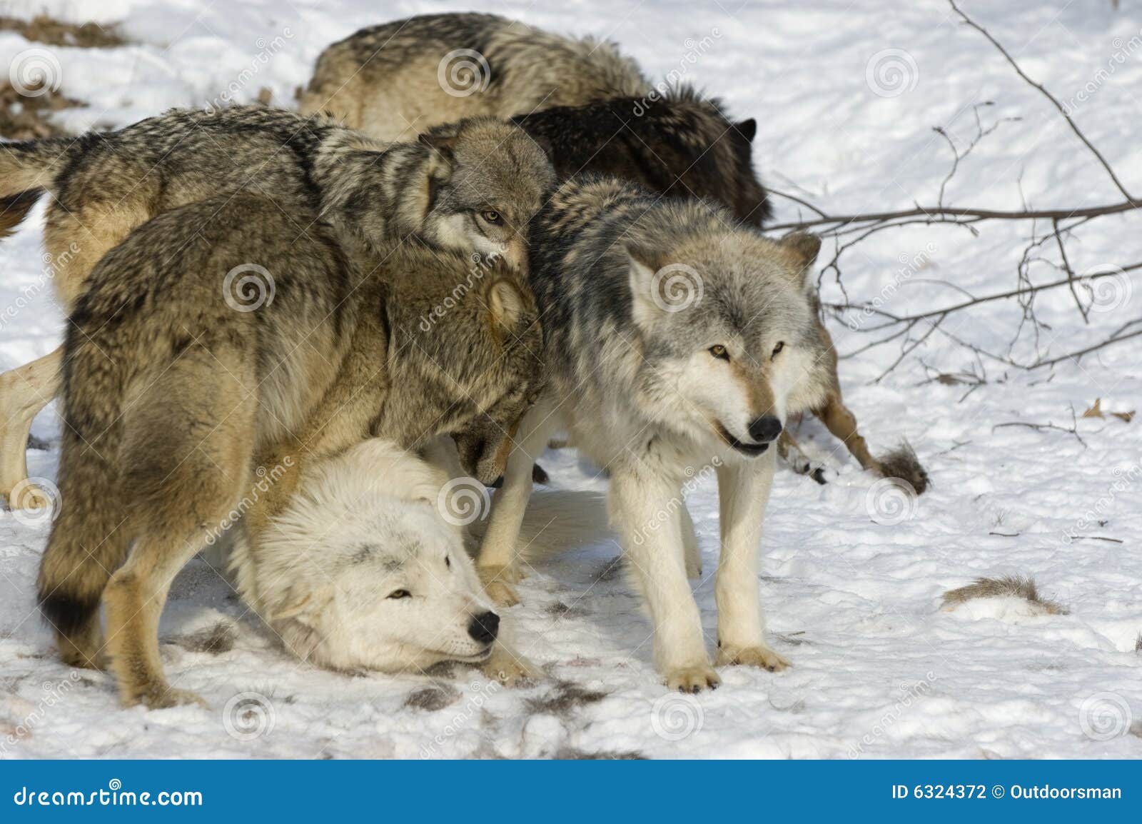 Wolf Pack Stock Photography | CartoonDealer.com #14421128