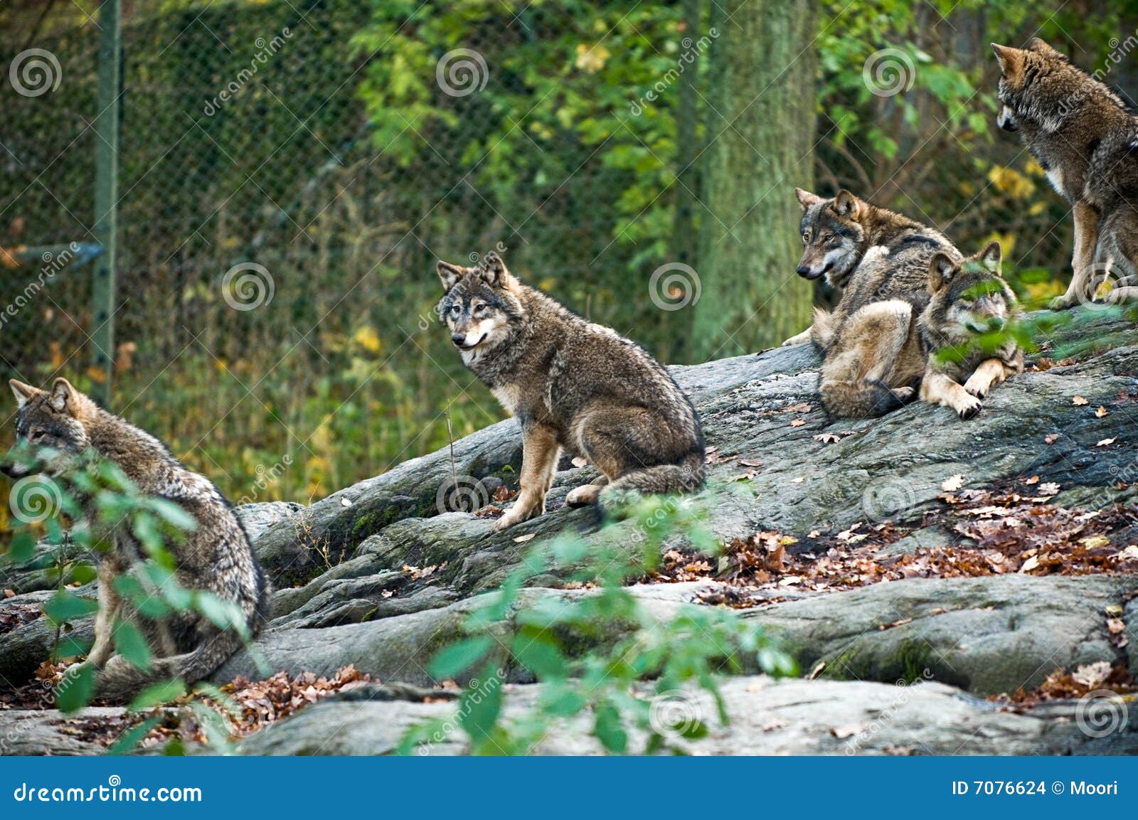 Wolf pack stock photo. Image of animal, nature, team, wilderness - 7076624