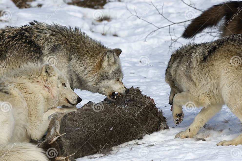 Wolf pack behavior stock photo. Image of grey, wolf, wolves - 13230322