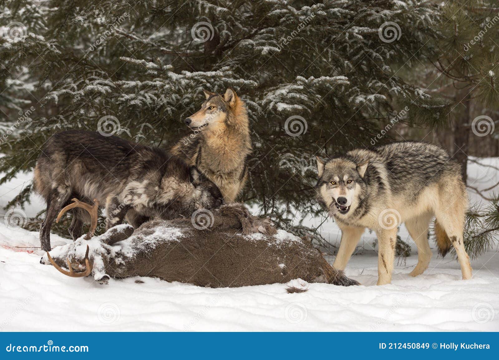 Wolf Pack Canis Lupus Dig in and Munch on White-Tail Deer Carcass ...