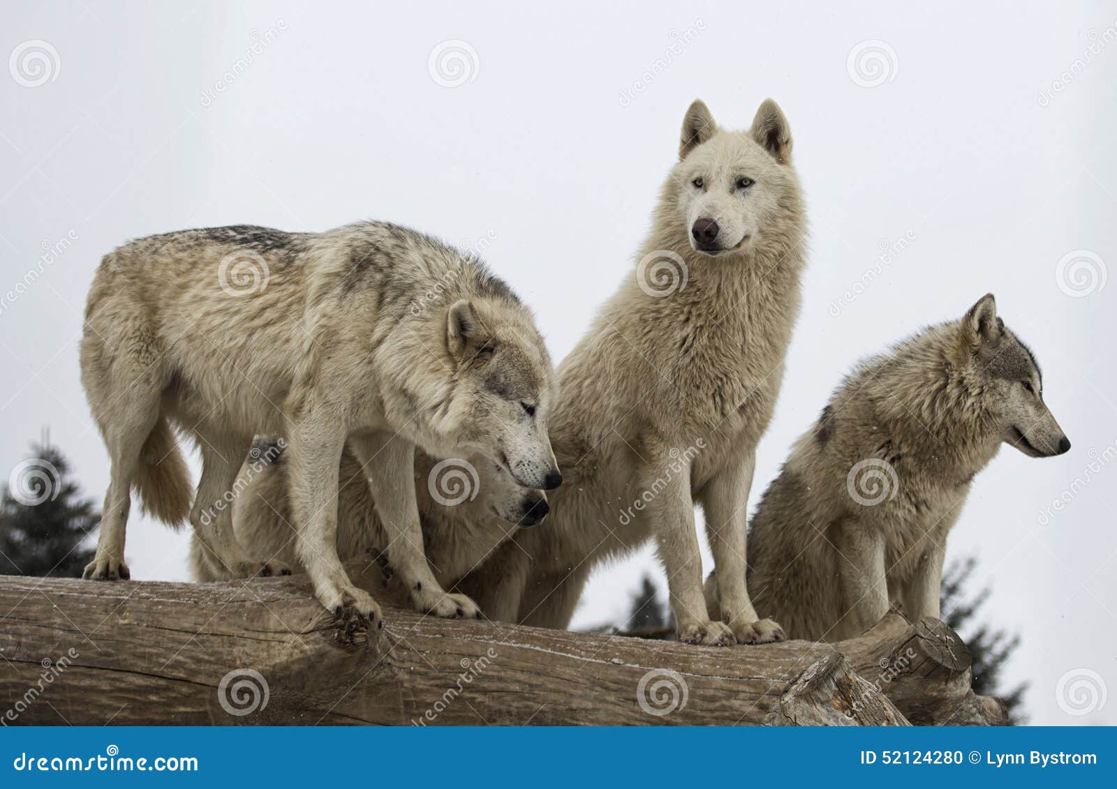 Wolf pack stock photo. Image of endangered, outdoors - 52124280