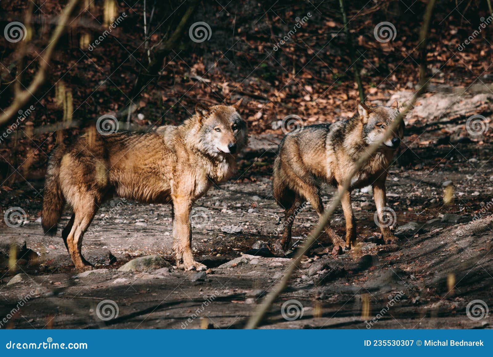 Wolf pack in the forest stock image. Image of lupus - 235530307