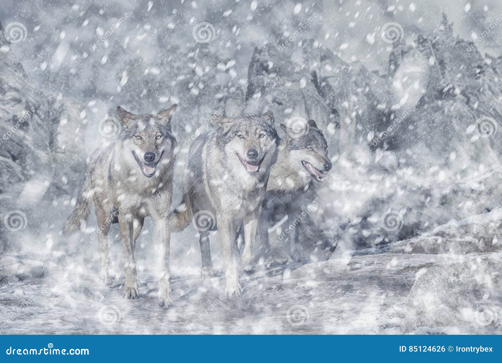 Wolf Pack in the Mountain, Winter and Snow Stock Photo - Image of power ...