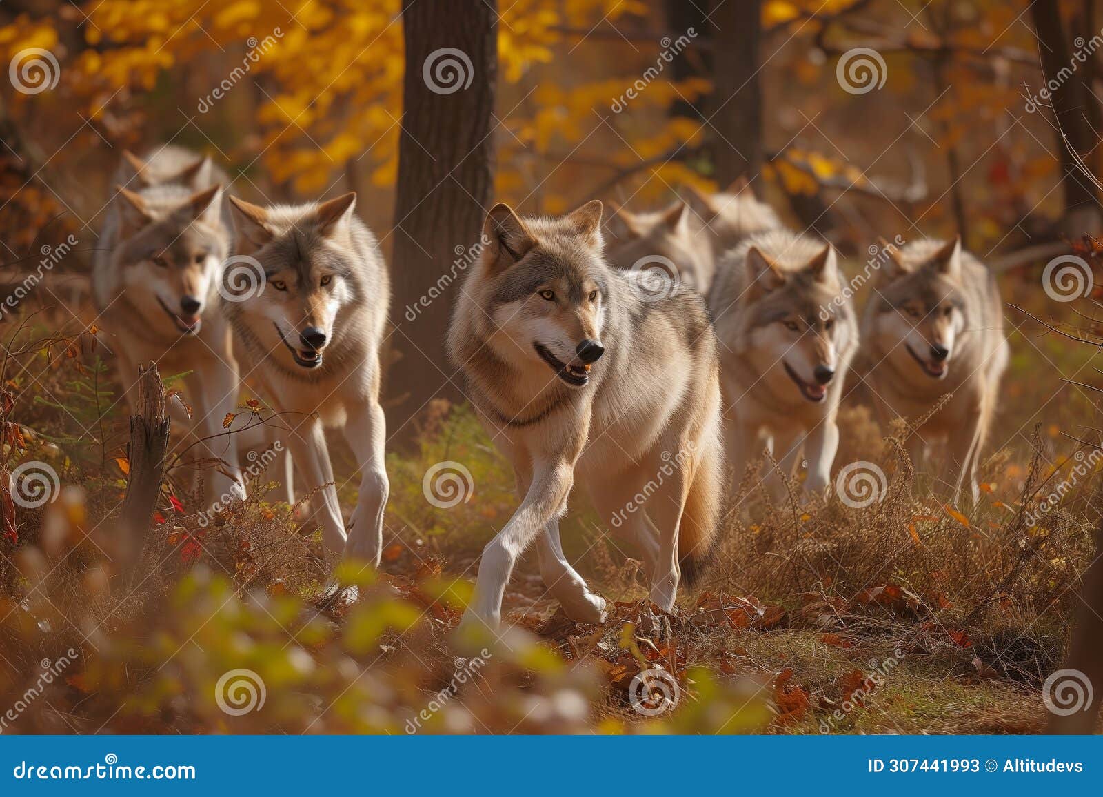 Wolf Pack Moving Stealthily through Underbrush Stock Image - Image of ...