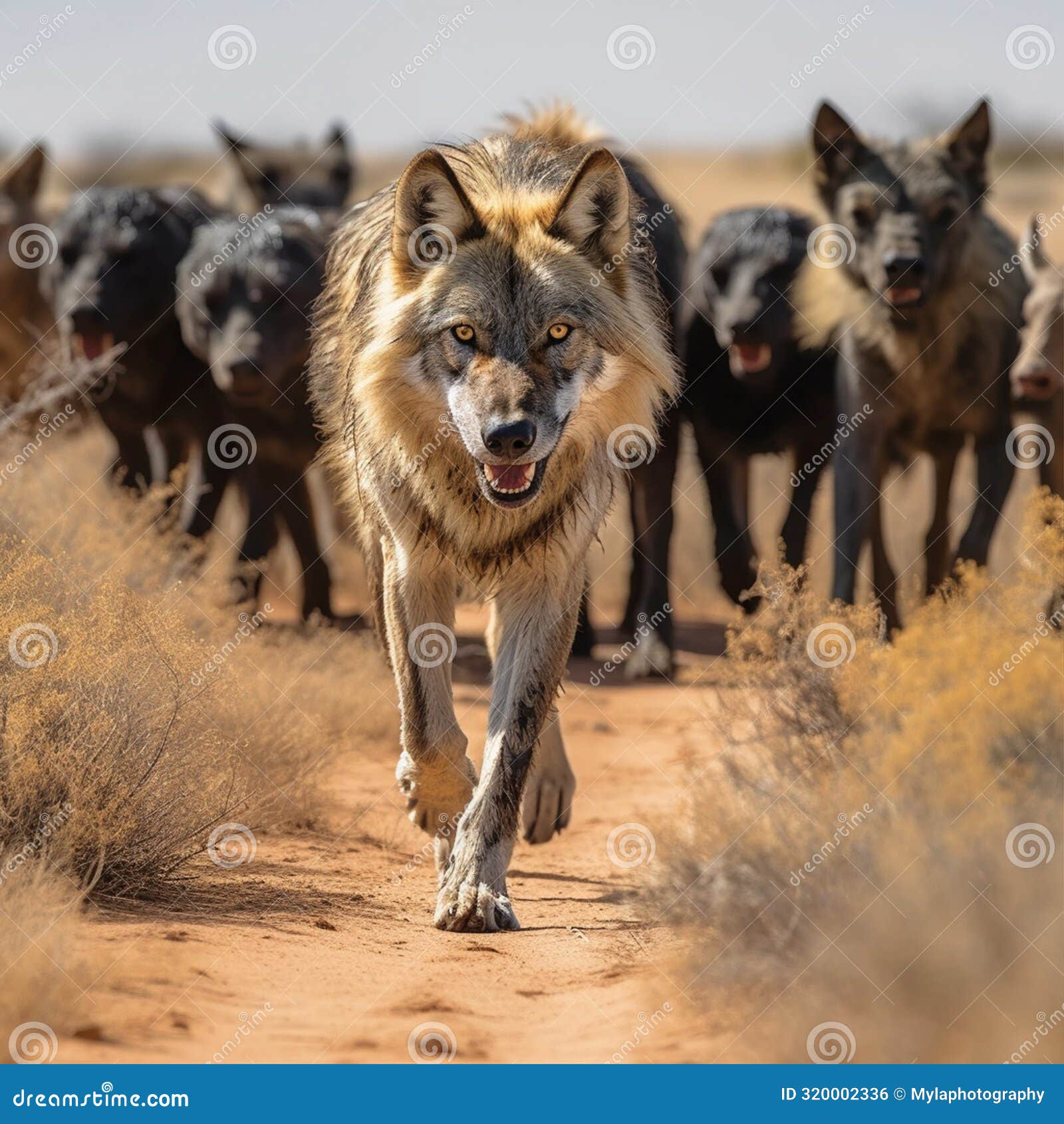 Leader Of Wolf Pack. Silhouette Picture. Wild Animal In Nature ...