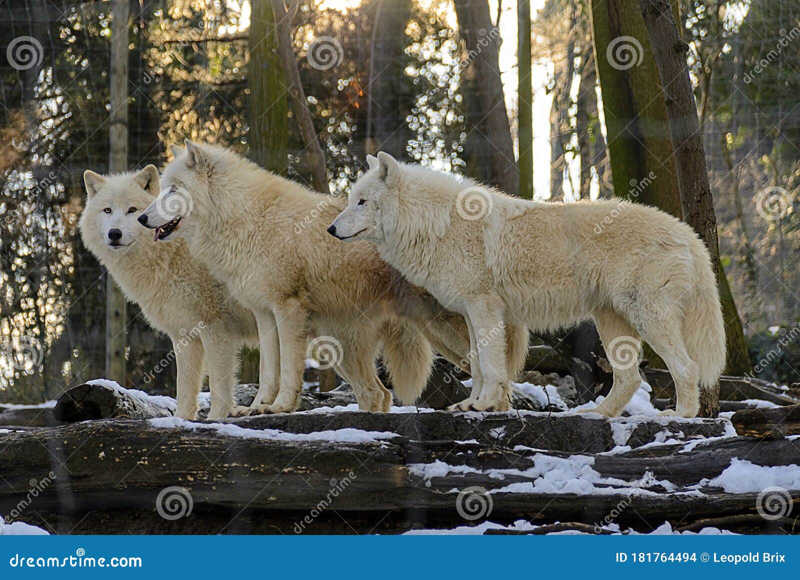 Pack of arctic wolves stock photo. Image of wild, fauna - 181764494