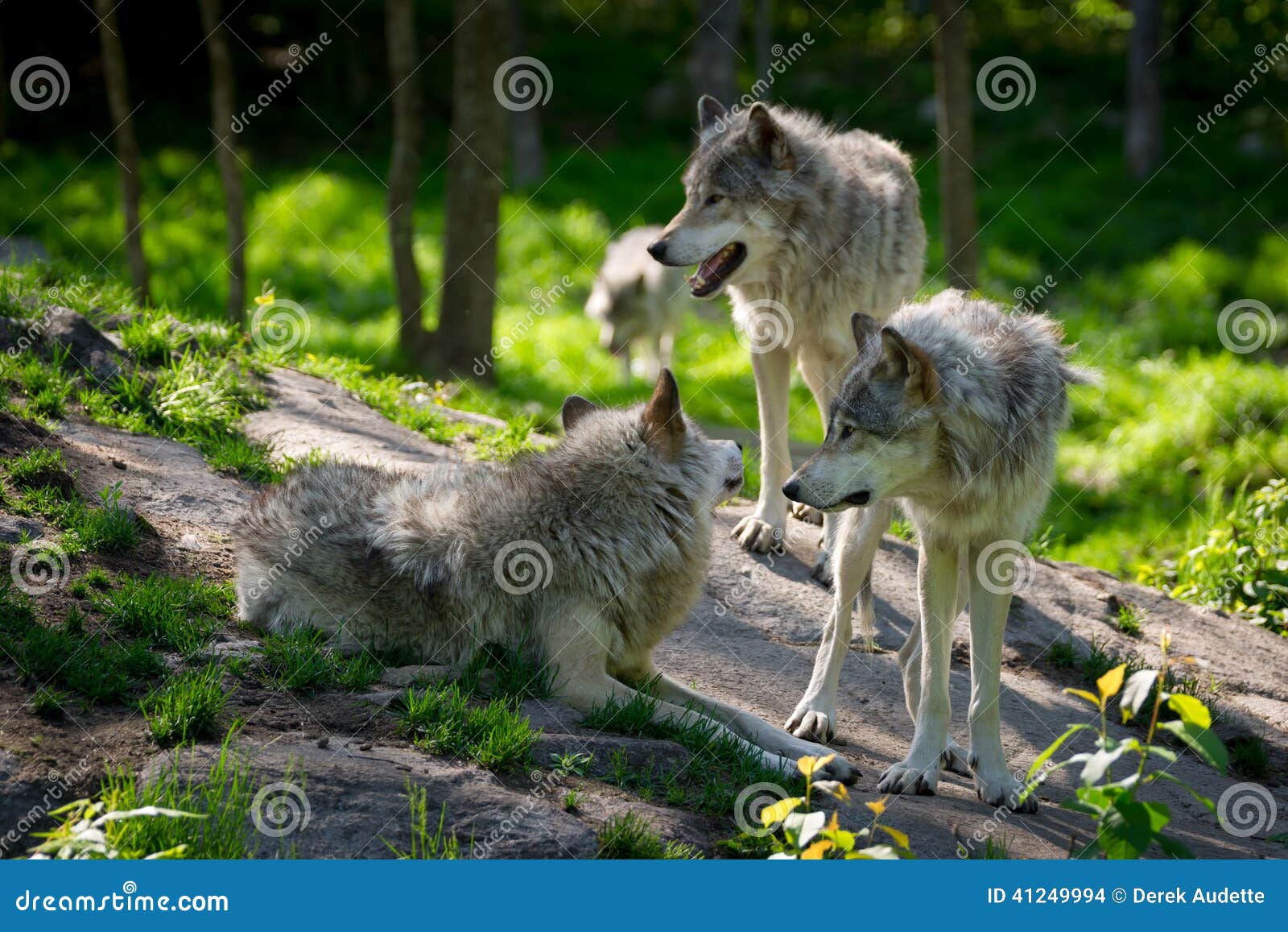 Wolf Pack Of Three Wolves Stock Photo - Image: 41249994