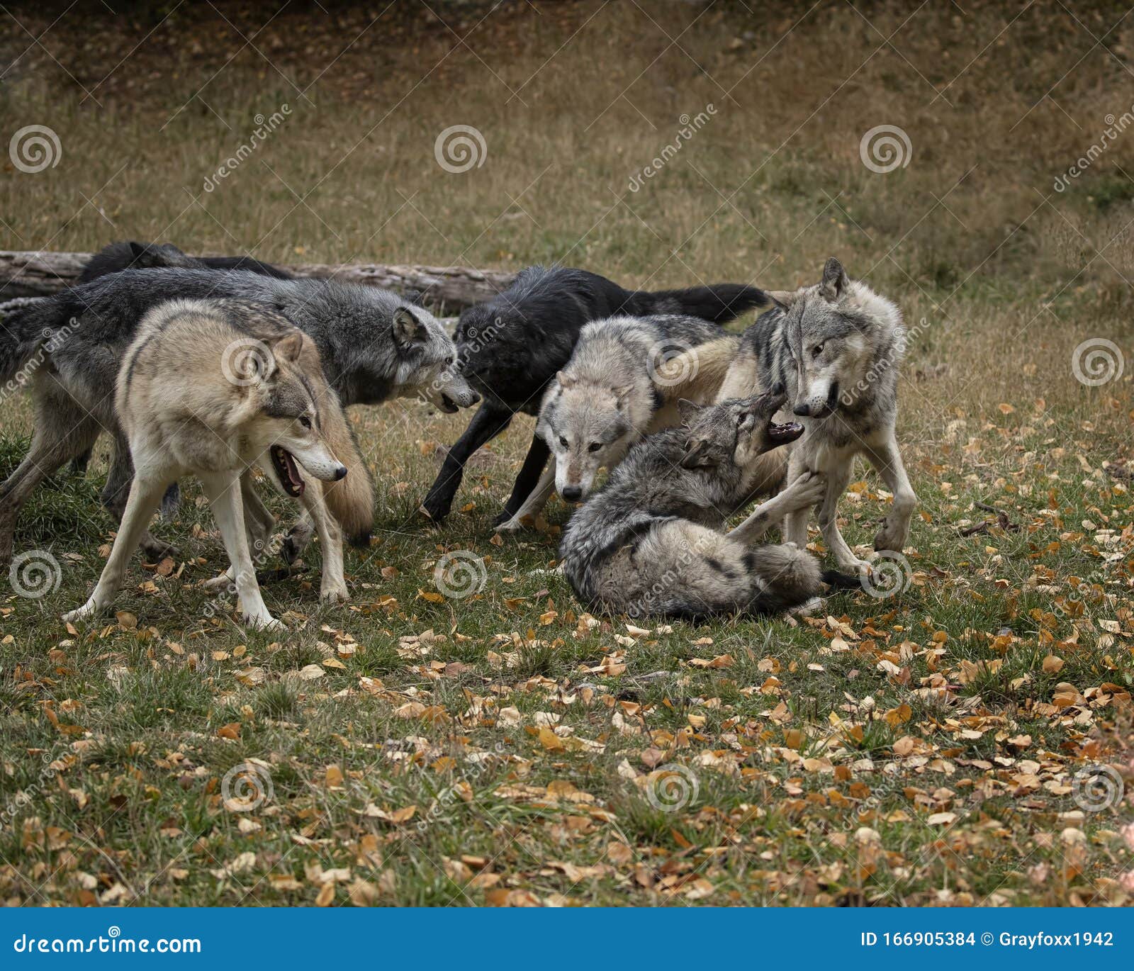 Wolf Pack at Triple D stock photo. Image of howl, dens - 166905384