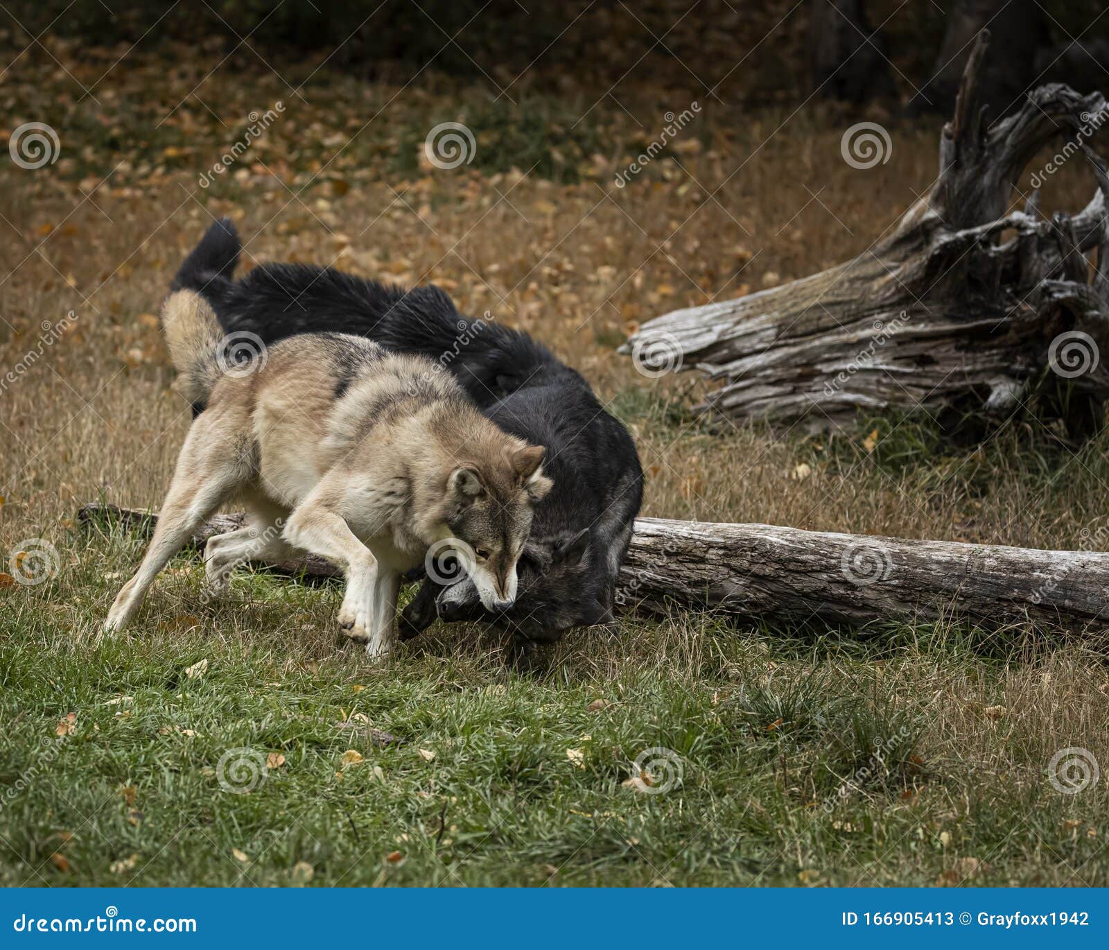 Wolf Pack at Triple D editorial stock photo. Image of nature - 166905413