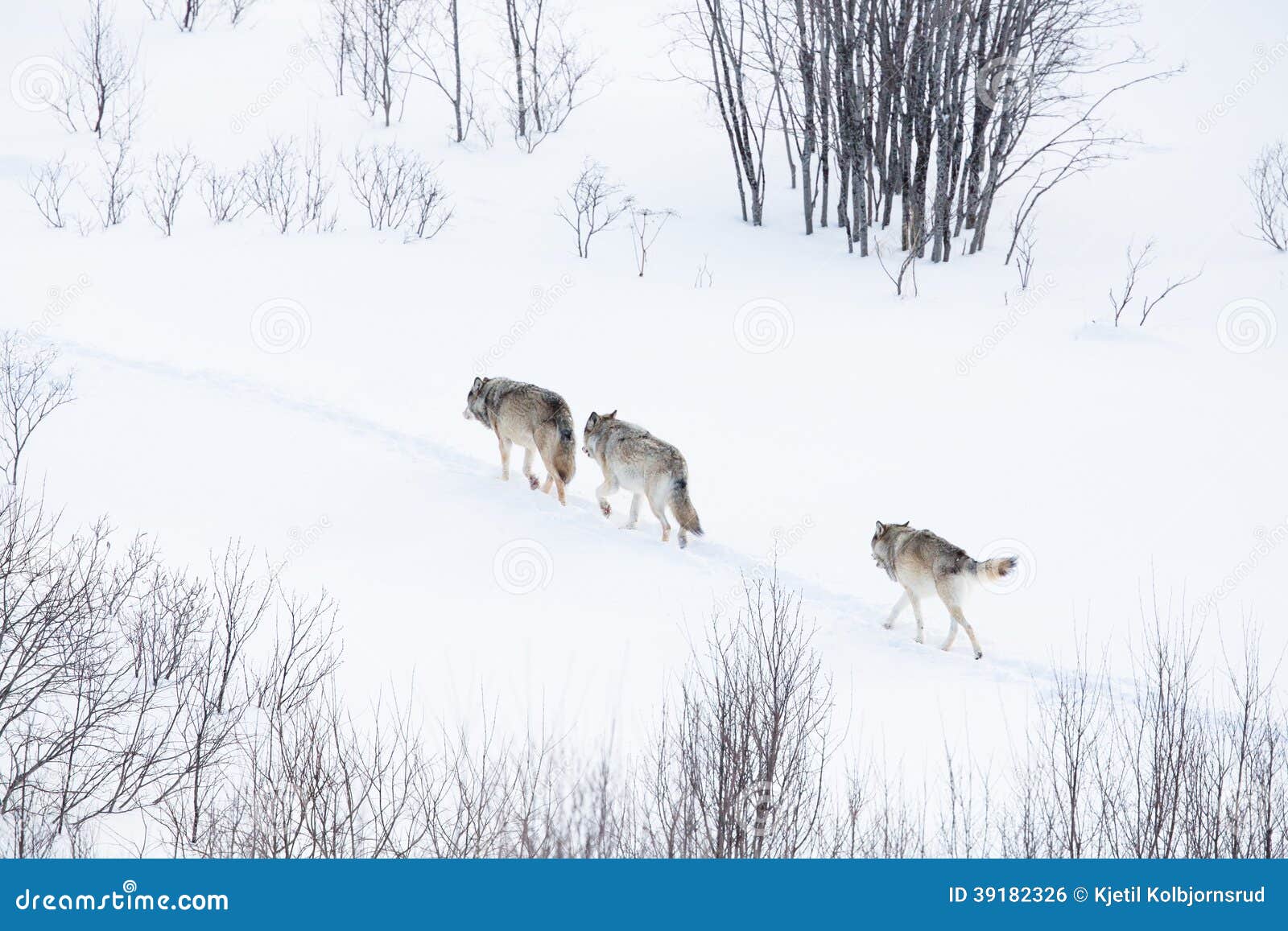 Wolf Pack Walking in Winter Landscape Stock Photo - Image of ...