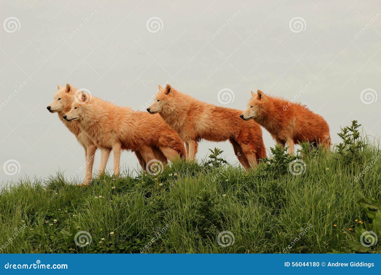 Wolf pack stock photo. Image of wolf, wildlife, pack - 56044180