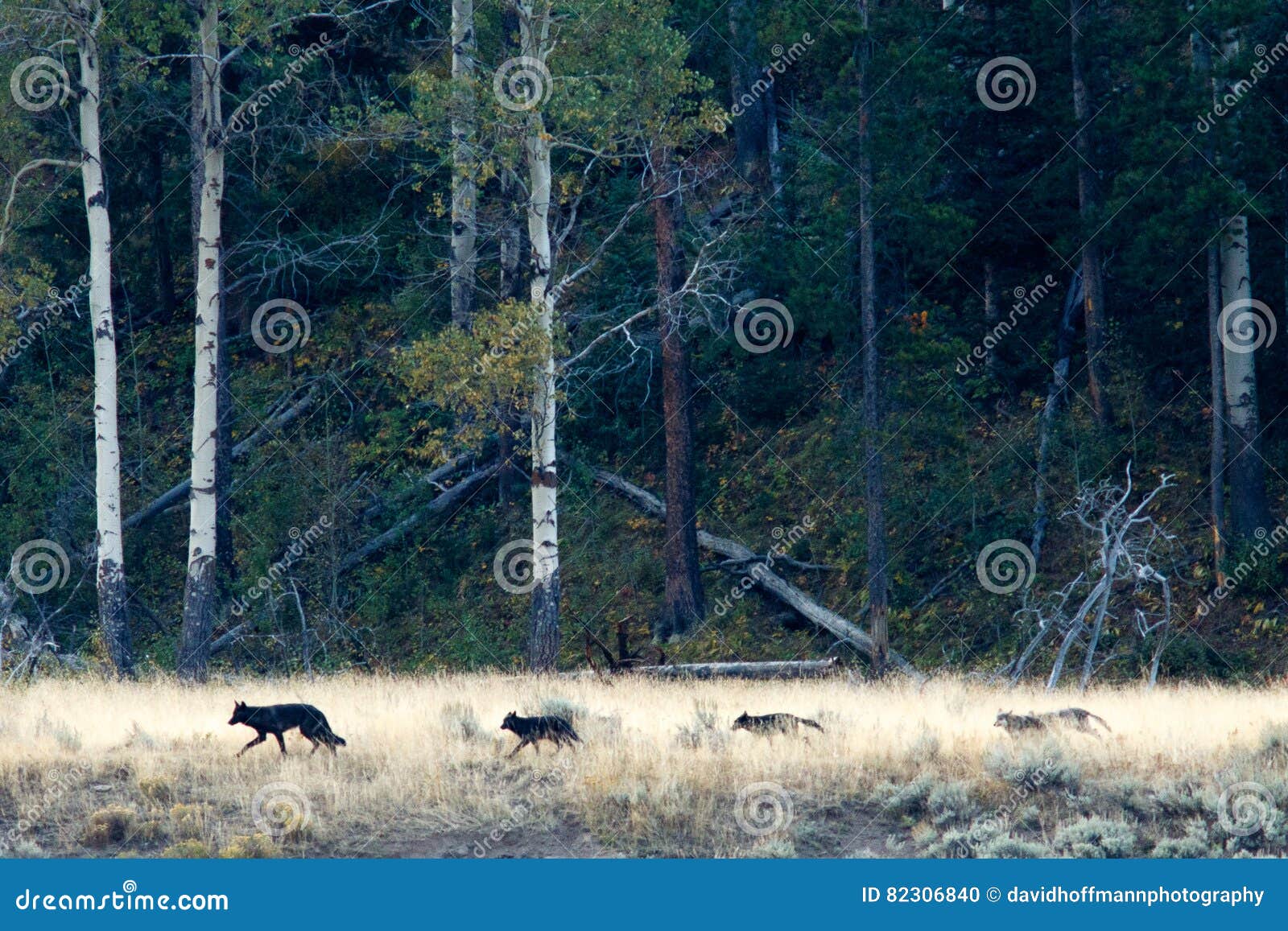 Wolf pack in Yellowstone stock photo. Image of wild, wilderness - 82306840