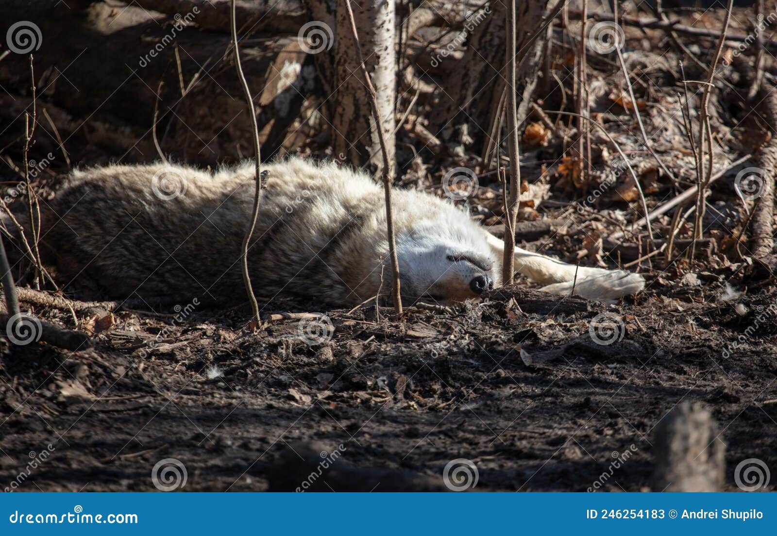 Wolf in the Park in Early Spring. Stock Image - Image of outdoors ...