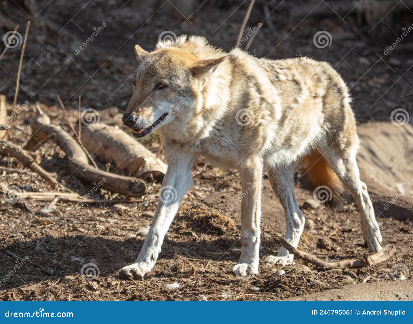 Wolf in the Park in Early Spring. Stock Image - Image of outdoors ...