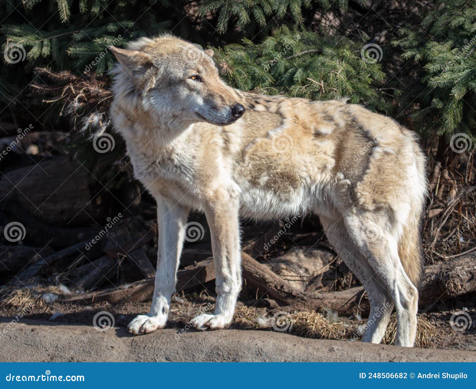 Wolf in the Park in Early Spring. Stock Photo - Image of wild, calm ...