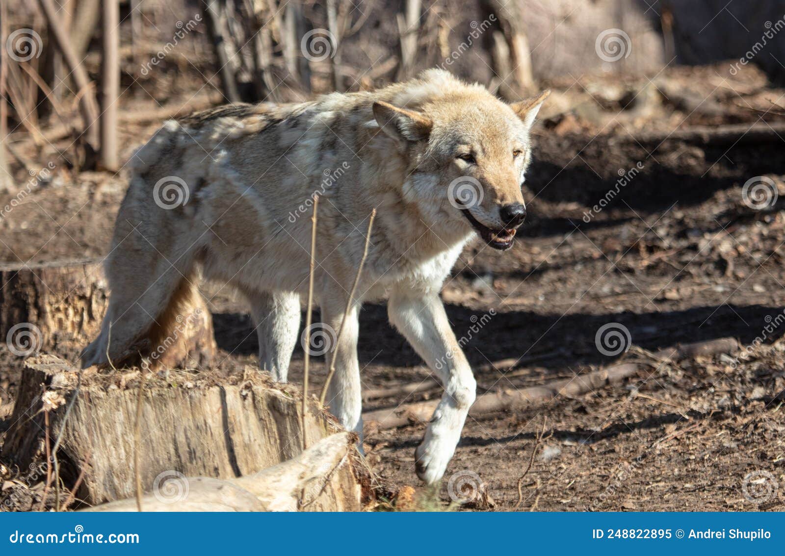 Wolf in the Park in Early Spring. Stock Image - Image of outdoors ...