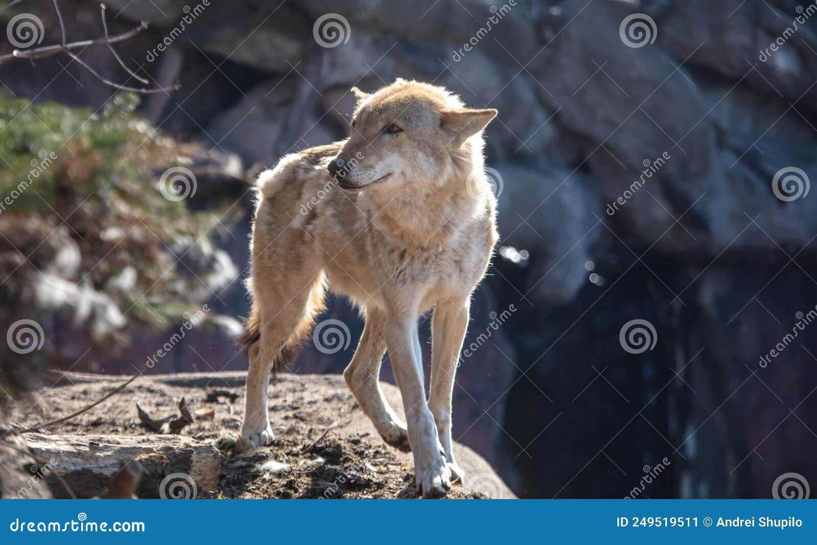 Wolf in the Park in Early Spring. Stock Image - Image of walk, forest ...