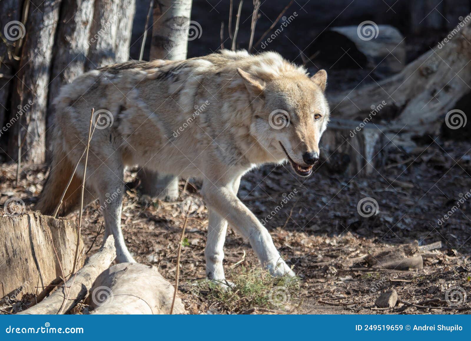 Wolf in the Park in Early Spring. Stock Image - Image of wild, happy ...