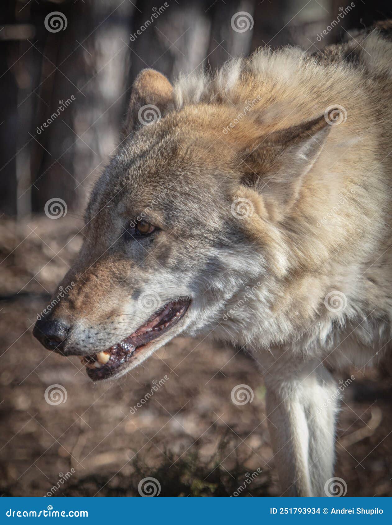 Wolf in the Park in Early Spring. Stock Photo - Image of cute, breed ...