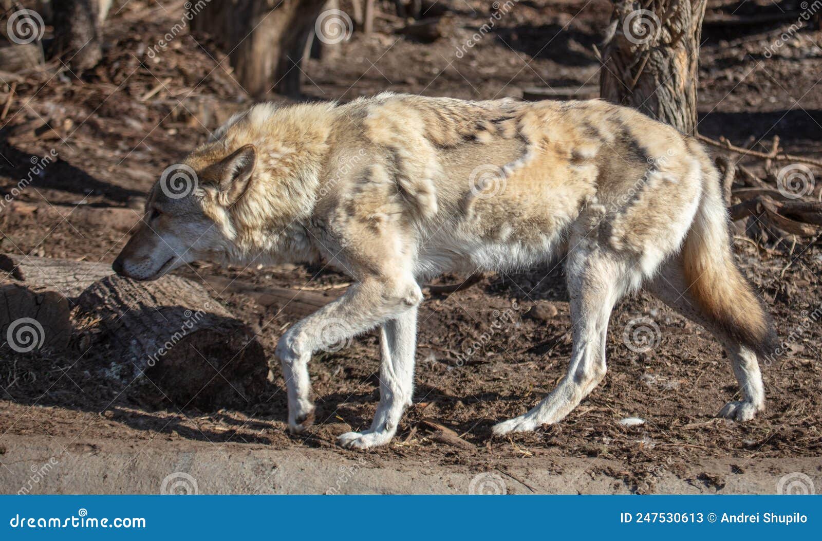Wolf in the Park in Early Spring. Stock Image - Image of forest, breed ...