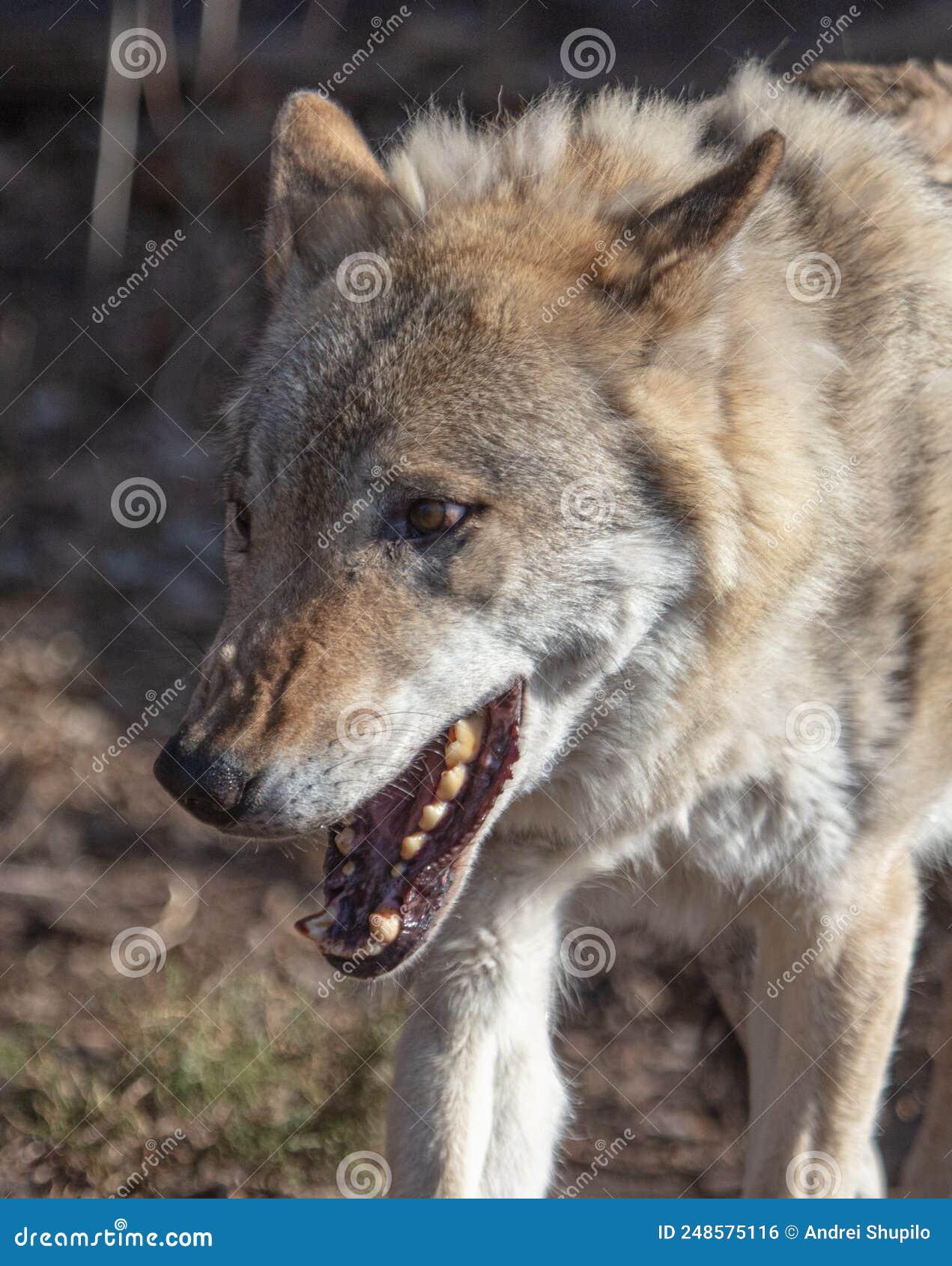 Wolf in the Park in Early Spring. Stock Photo - Image of cute, outside ...