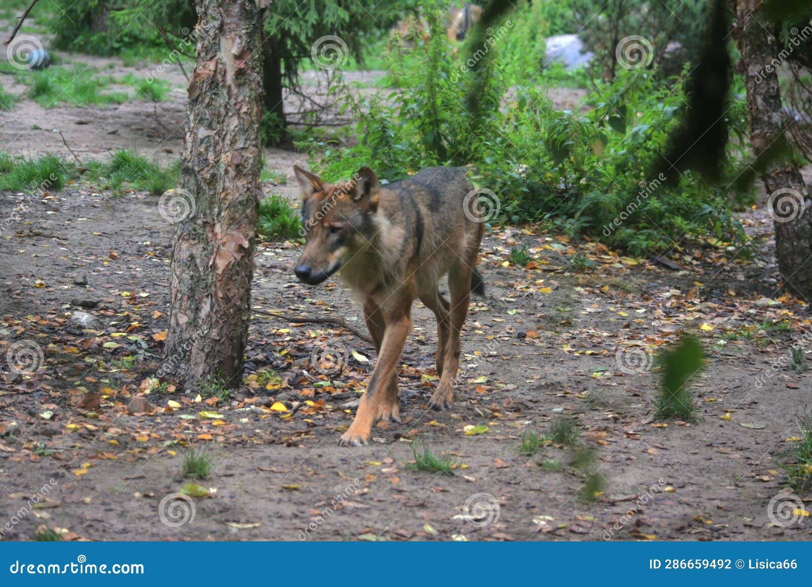 Wolf on the Path in the Forest Stock Photo - Image of europe, european ...
