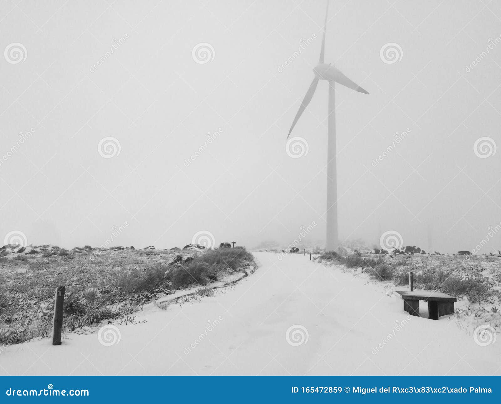 Wolf path stock image. Image of snowy, windmill, landscape - 165472859