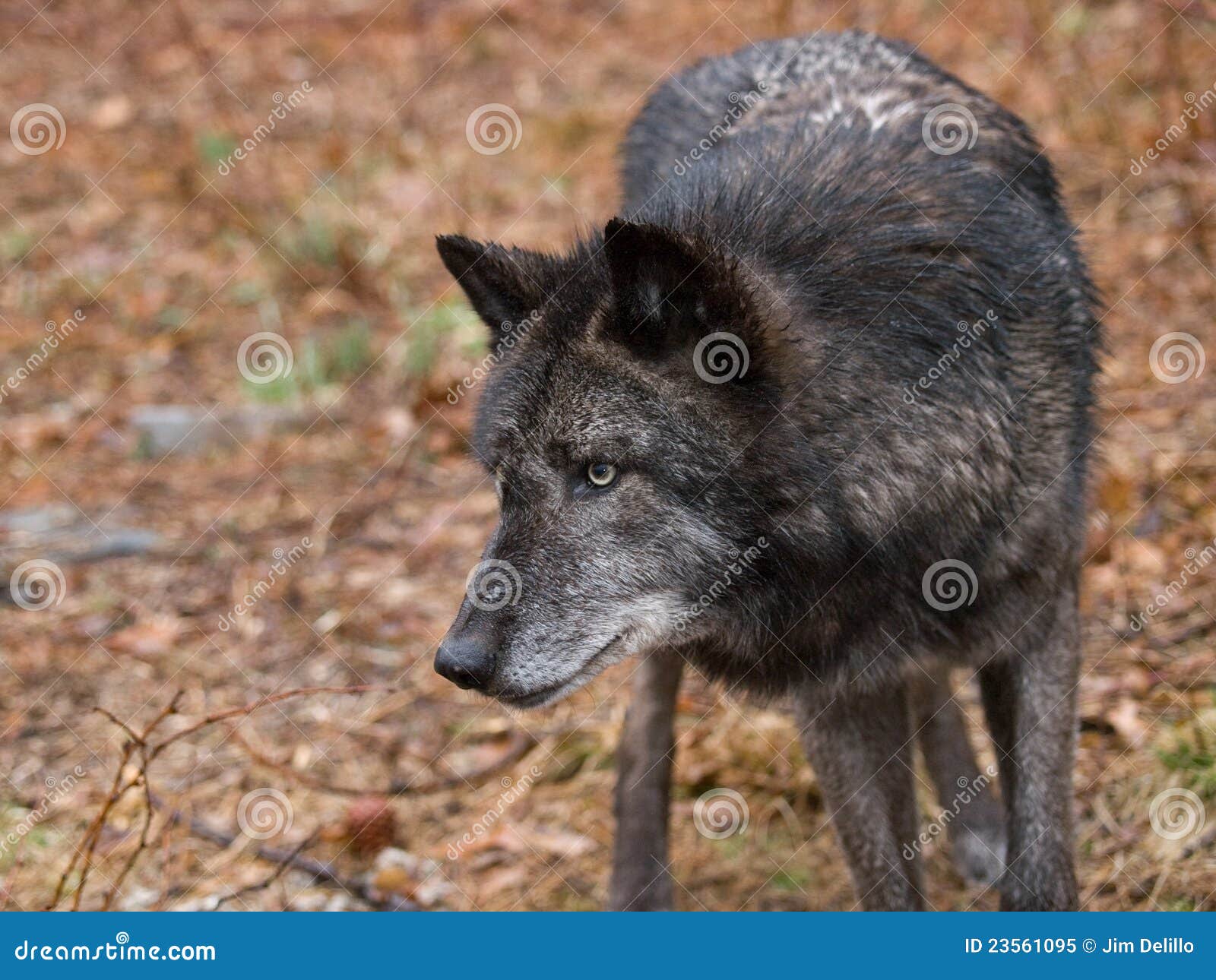 Wolf Patrols Stock Photos - Free & Royalty-Free Stock Photos from ...