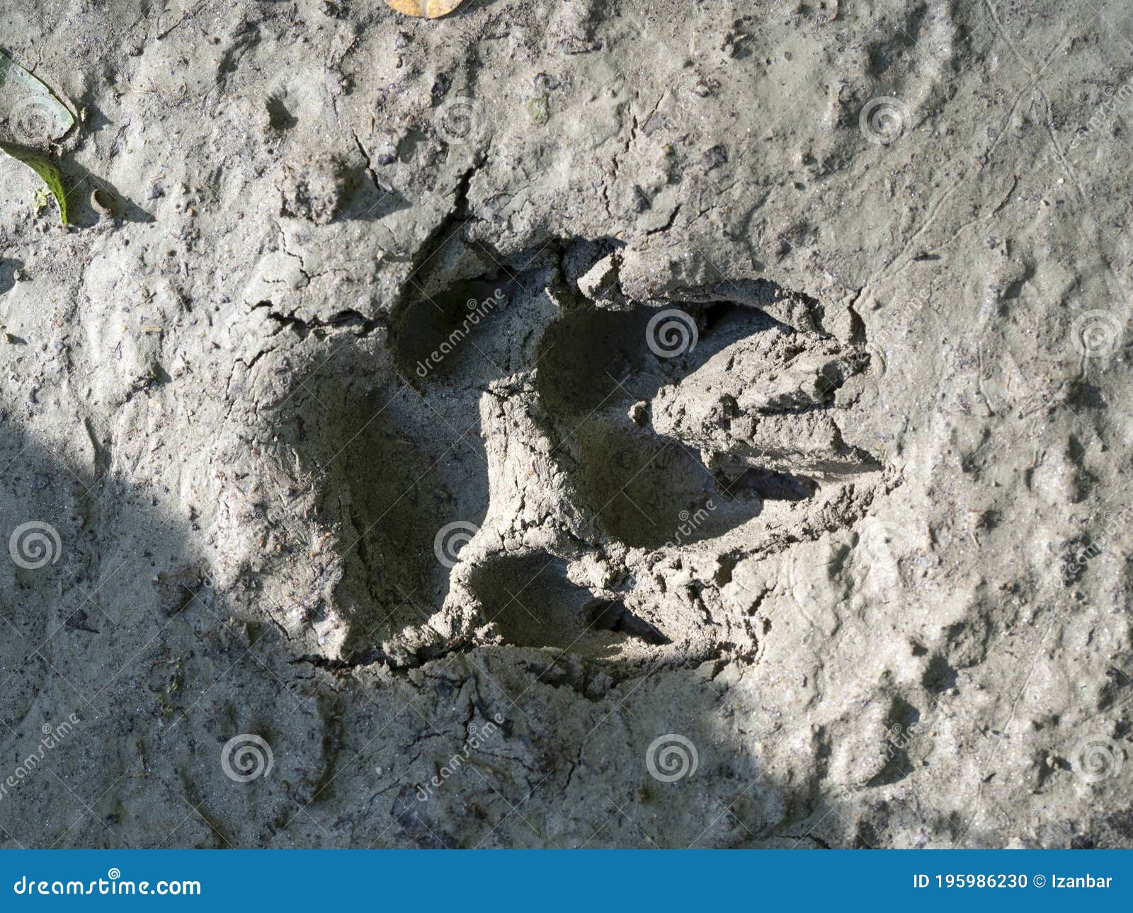 Wolf Paw Print With Size Comparison. Filipstads Kommun / Varmland ...