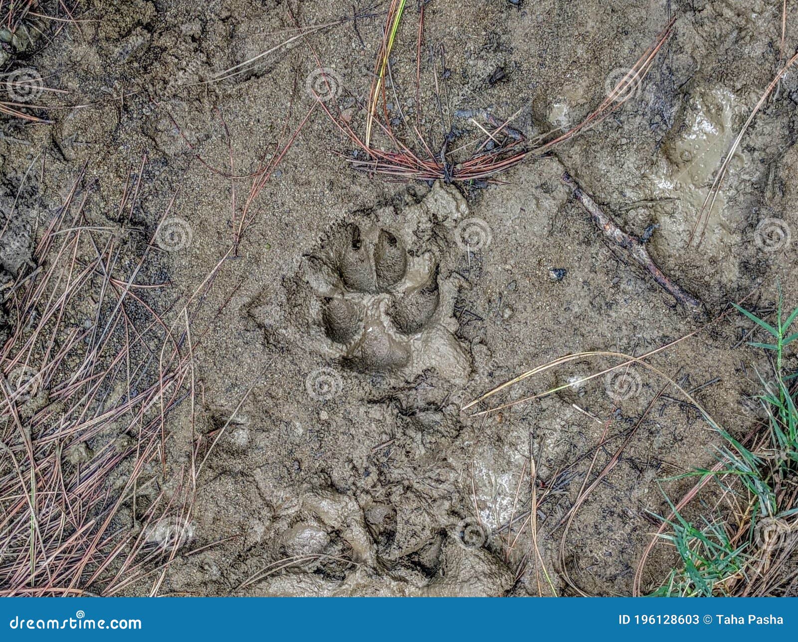 Wolf Paw in Mud stock image. Image of hike, wolf, spotted - 196128603